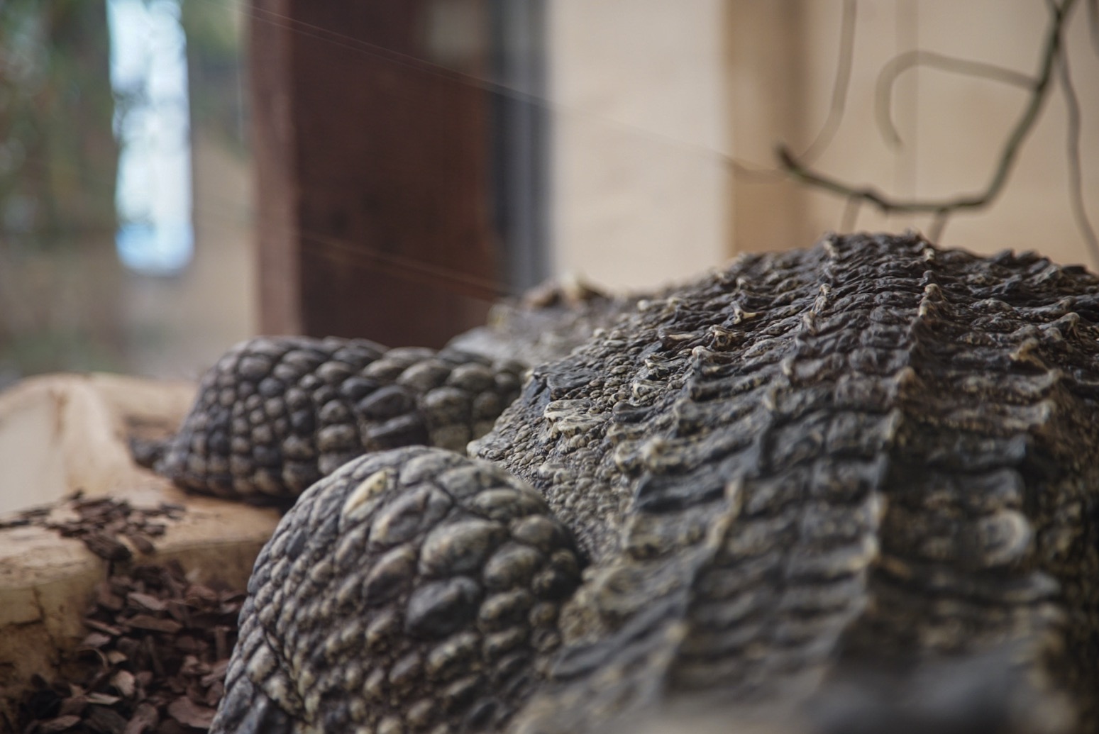 Crocodiles of the World | Explore Stronger