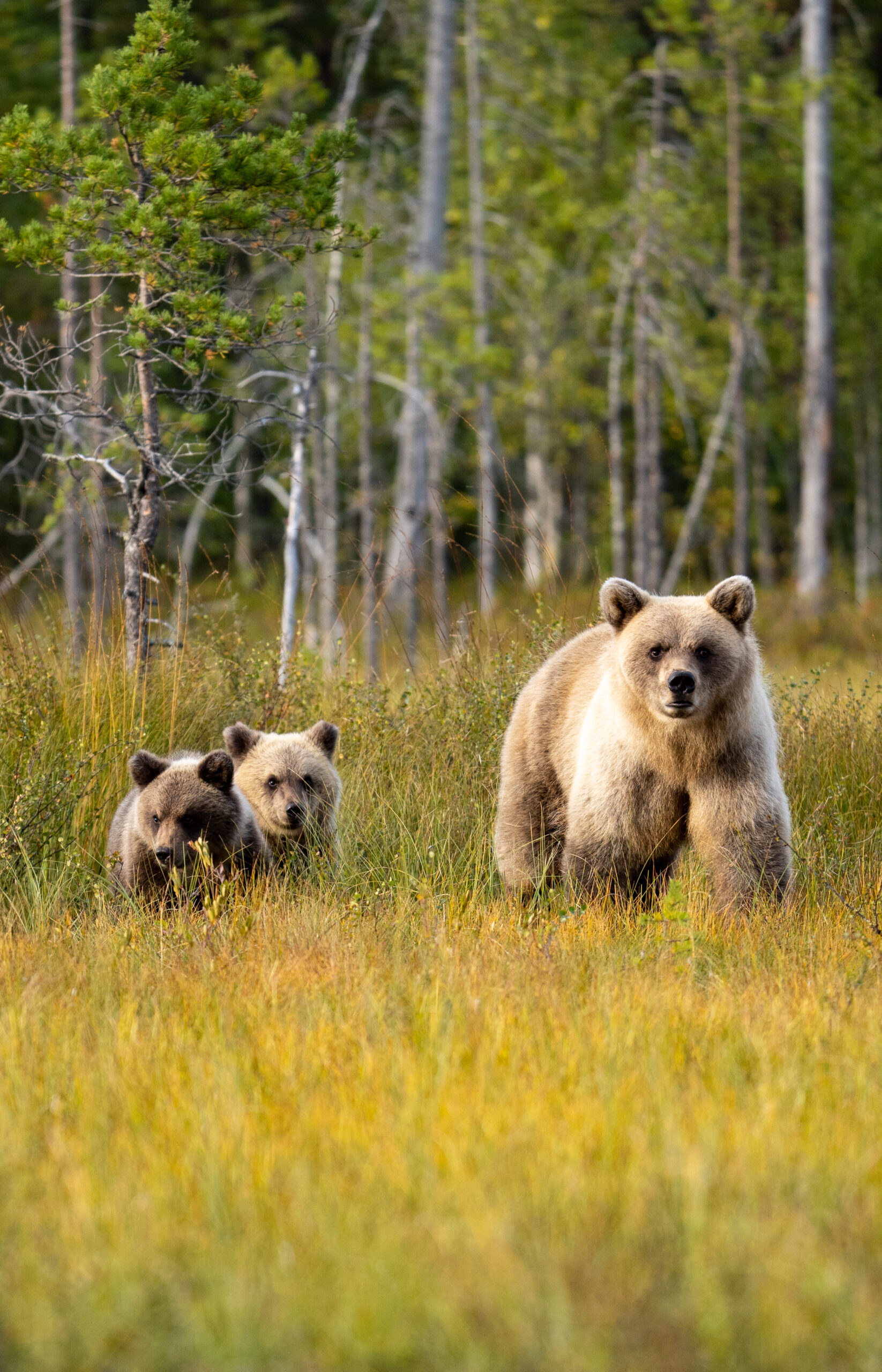 The Weekly #005 - Wild Bears and the Northern Lights | Explore Stronger